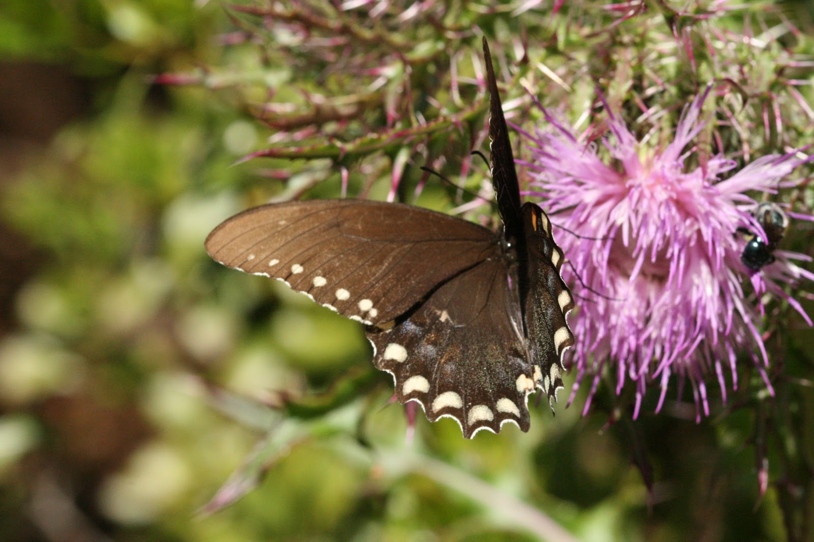 Native Florida Wildflowers: Purple Thistle - Cirsium horridulum