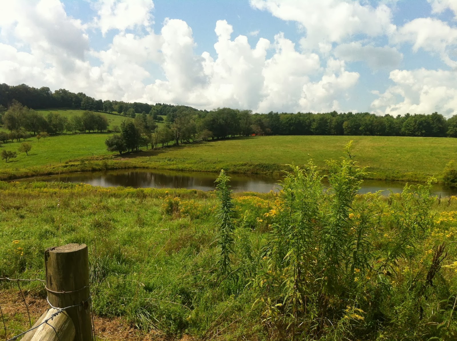 Brooklynguy's Wine and Food Blog: Slope Farms Beef, Catskills NY - a ...