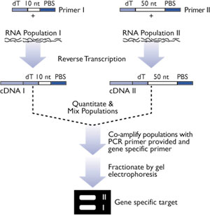 Lab Biomol: Reverse Transcription PCR (RT-PCR)