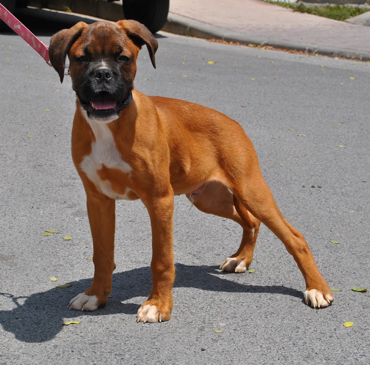 Gran Canaria Pets: BEP & BOB: DOS CACHORROS DE BOXER - TWO BOXER ...