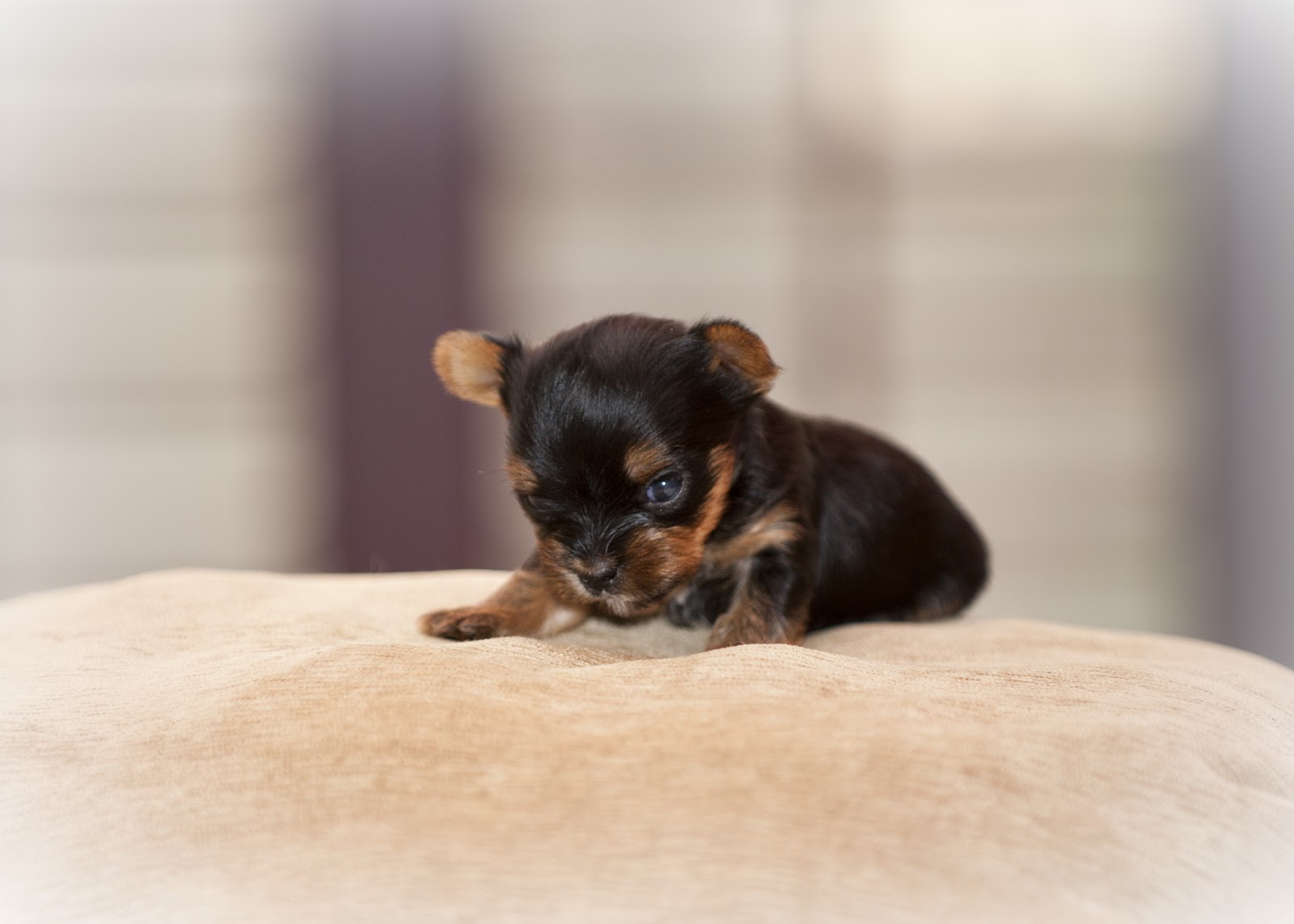 Arizona Teacup Yorkies: Yorkies: 4 Weeks Old
