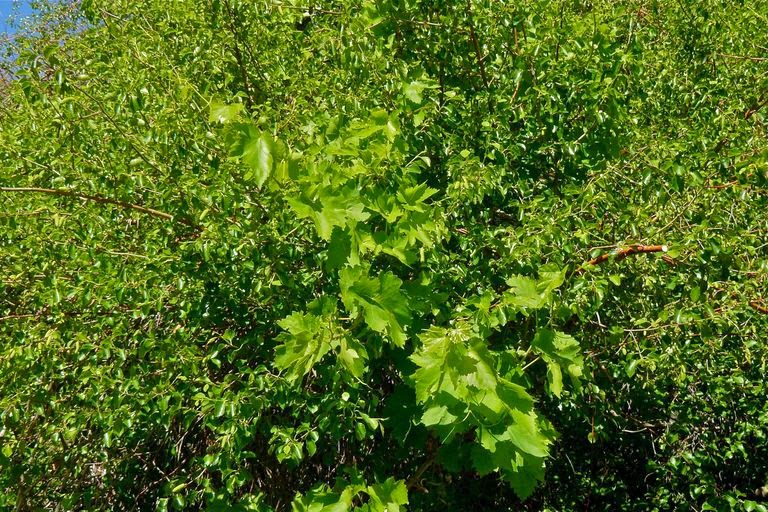 Trees Planet: Vitis girdiana - Desert Wild Grape