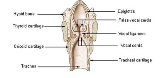 Latinski jezik za medicinske škole: Grkljan