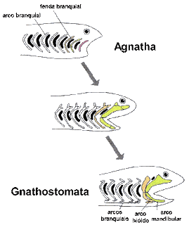 Risza Risanty: MAKALAH AGNATHA