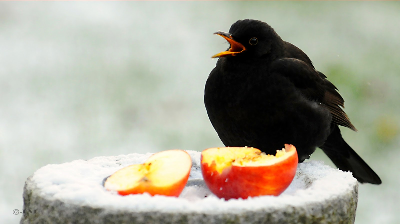 JM Natur: Vipstjert og solsort