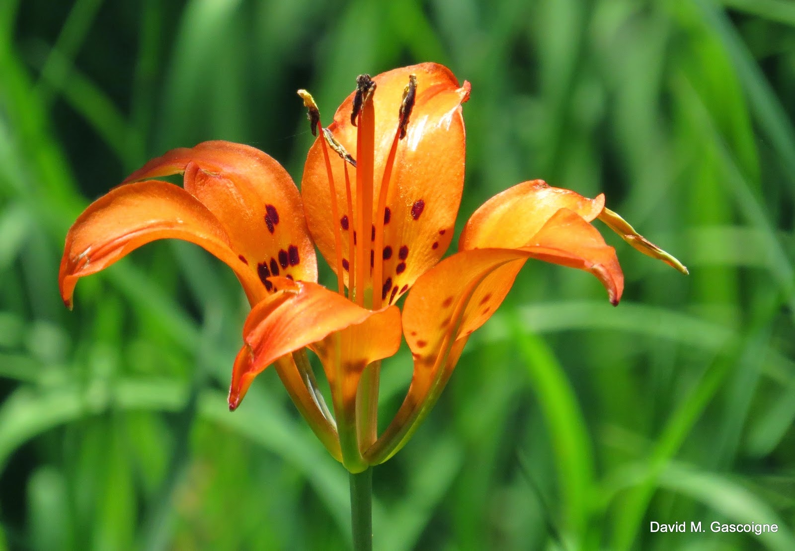 Prairie Lily - Travels With Birds