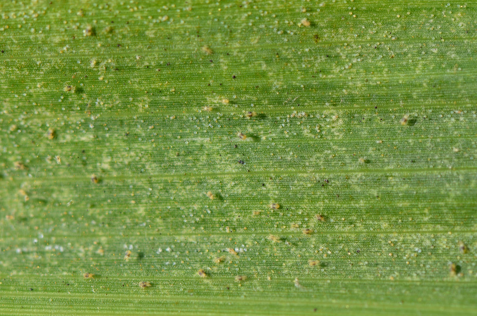 It's a bug's life: Is your "spider sense" tingling for mites this year?