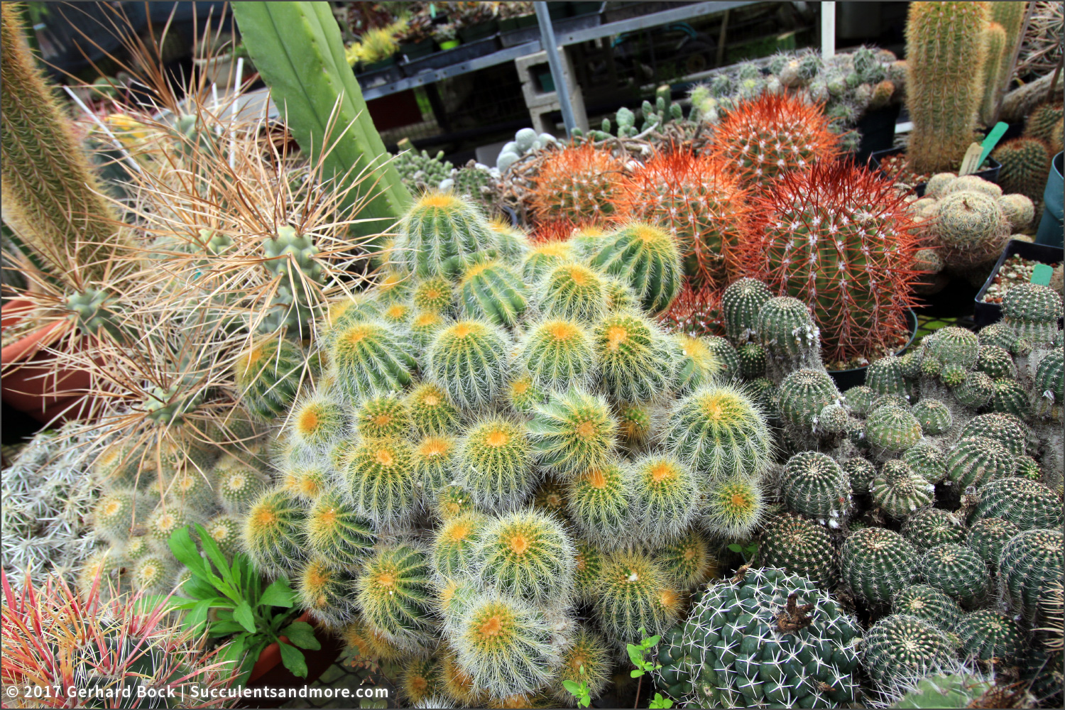 Field trip to Poot's Cactus Nursery (part 1)