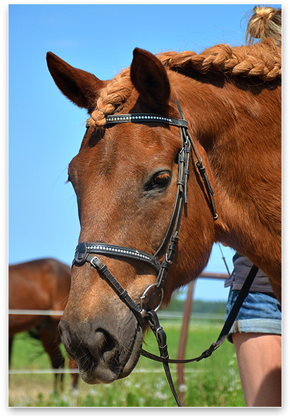 viksua elämää: kuuma ilma, väsynyt hevonen!