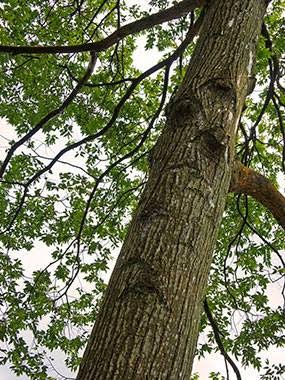 The Iron wood ( Koki tree) ~ Facekhmer21