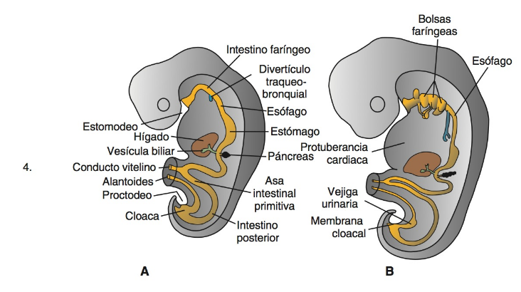 Desarollo y derivados del intestino anterior