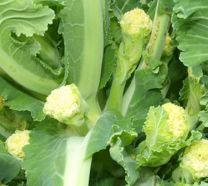 Mark's Veg Plot: Sprouting Broccoli "White Eye"