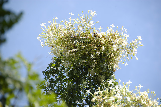 Tree Jasmine: Millingtonia Hortensis - ARUNACHALA LAND