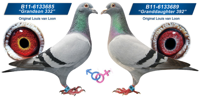 nieripigeons2-racing pigeons: Louis Van Loon: El hombre milagro de Poppel