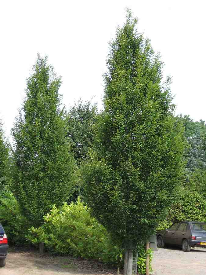 Trees Planet: Carpinus betulus – European Hornbeam