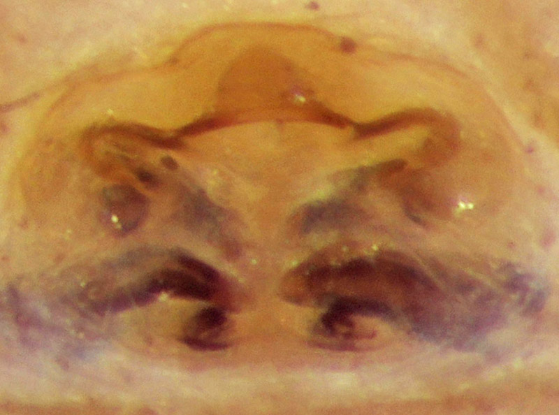 Mystery of the Misumena fidelis Crab Spider