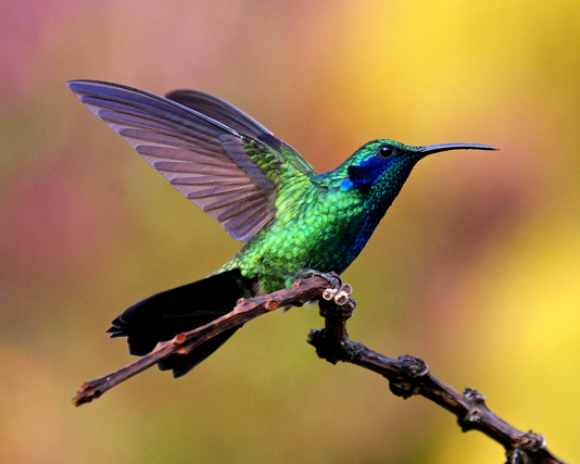 Bellas Aves de El Salvador: Colibri thalassinus (colibrí de oreja violeta)