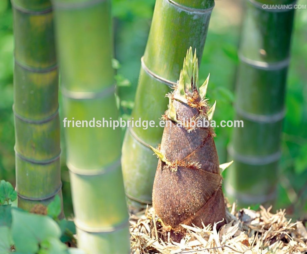 Laporan biologi reproduksi aseksual pada tanaman - Kimia dan Pendidikan