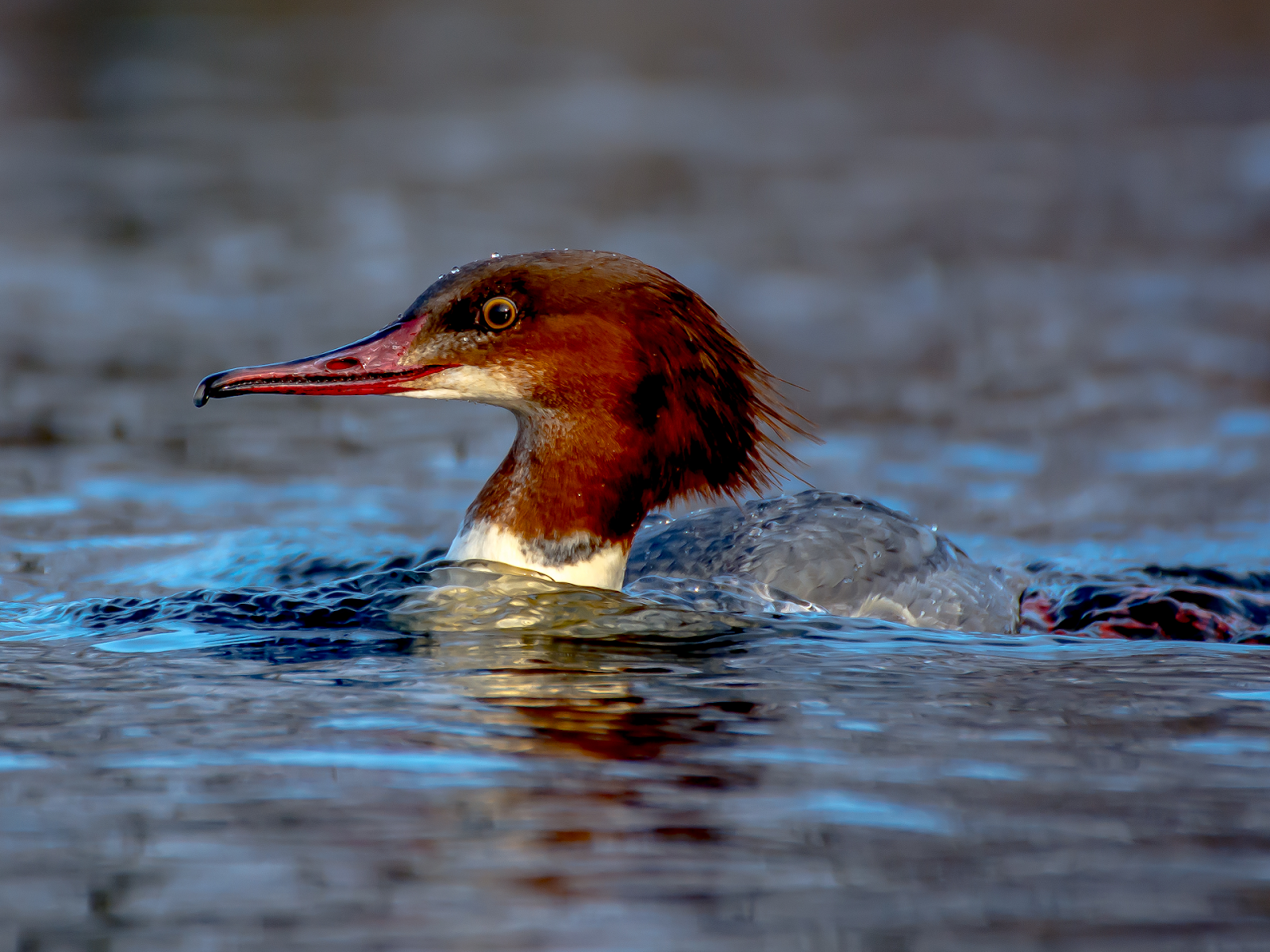 Gatunki zimujące nad Redą. Cz.II ... nurogęś