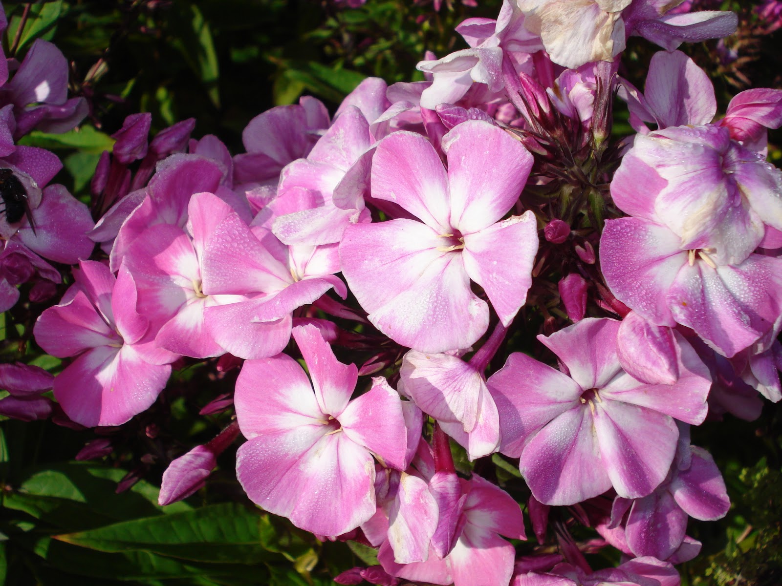 GLAS & LERA: Trädgårdsmorgonrundan