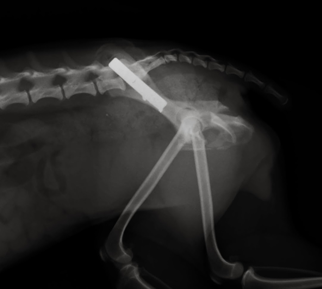 ARTROVET: Fractura de cadera