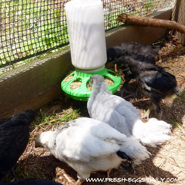 Chicken Feed Guide | Chick to Laying Hen - Fresh Eggs Daily® with Lisa ...