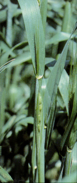 Los Angeles Bread Bakers: Stages in Wheat Growth