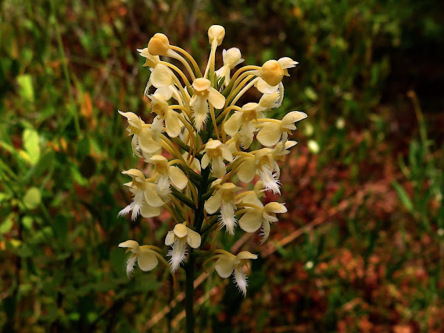 Saratoga woods and waterways: Orchid Adventures!