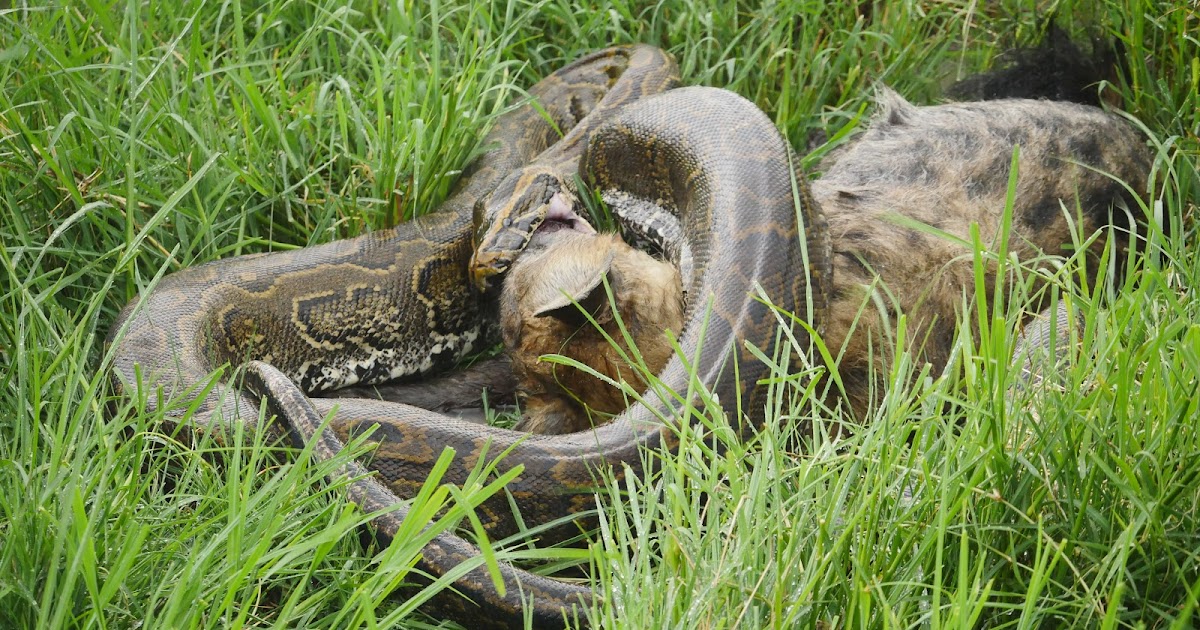 Notes From Kenya: MSU Hyena Research: Python vs. Hyena: A Battle to the ...