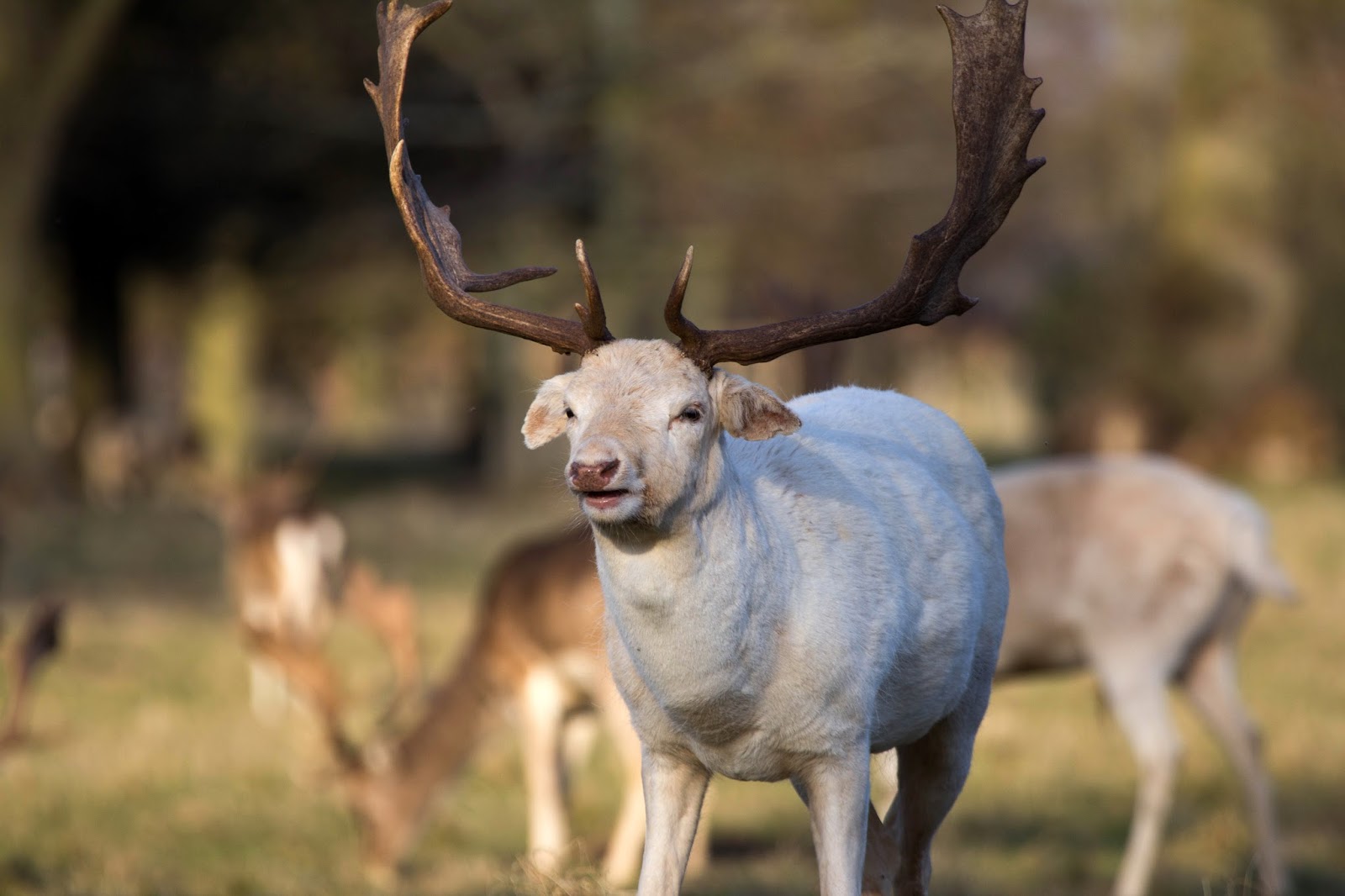 Escapes and Photography: Coming full circle, Fallow deer at Charlecote Park