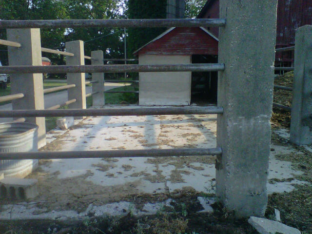 My Cows and Pigs: Don't Mess with the Bull!