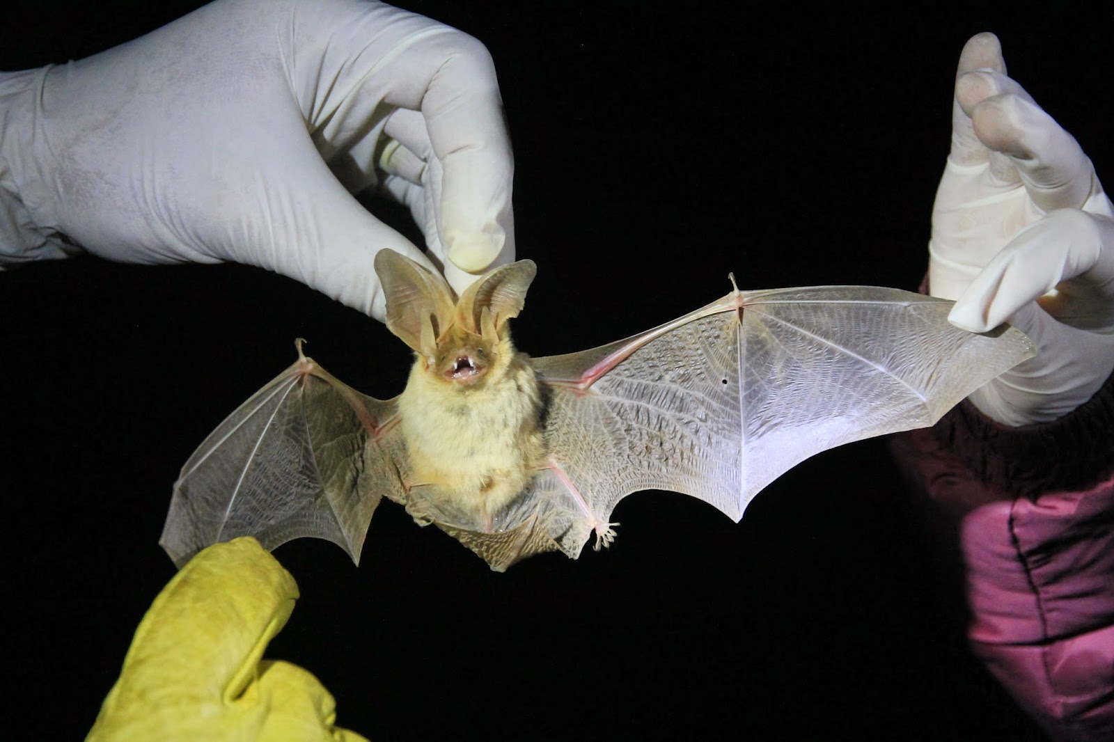 ConserBat Chile: Murcielagos de Chile