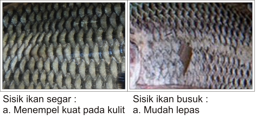 Ciri - Ciri Ikan Segar dan Ikan Busuk - Lalaukan