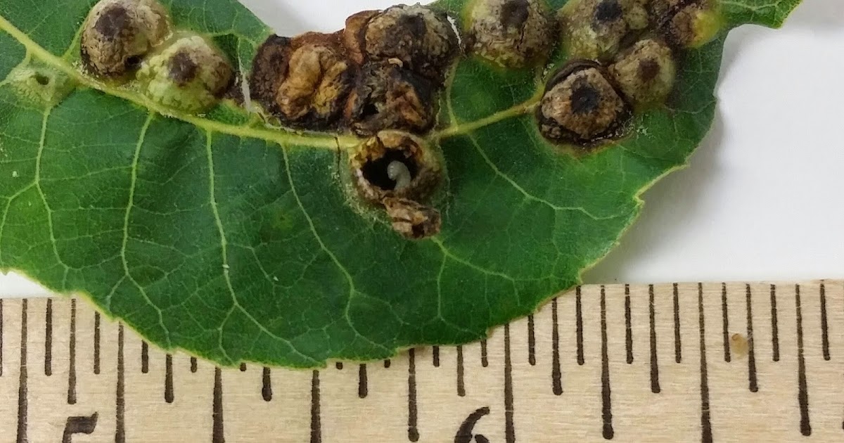 UGA Extension in Cobb County: "Warts" on Pecan Leaves Can Be Galls