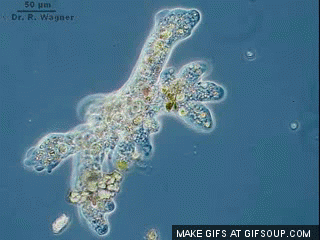 Cuestionario - Reino Protista | Biología en el Beata Imelda