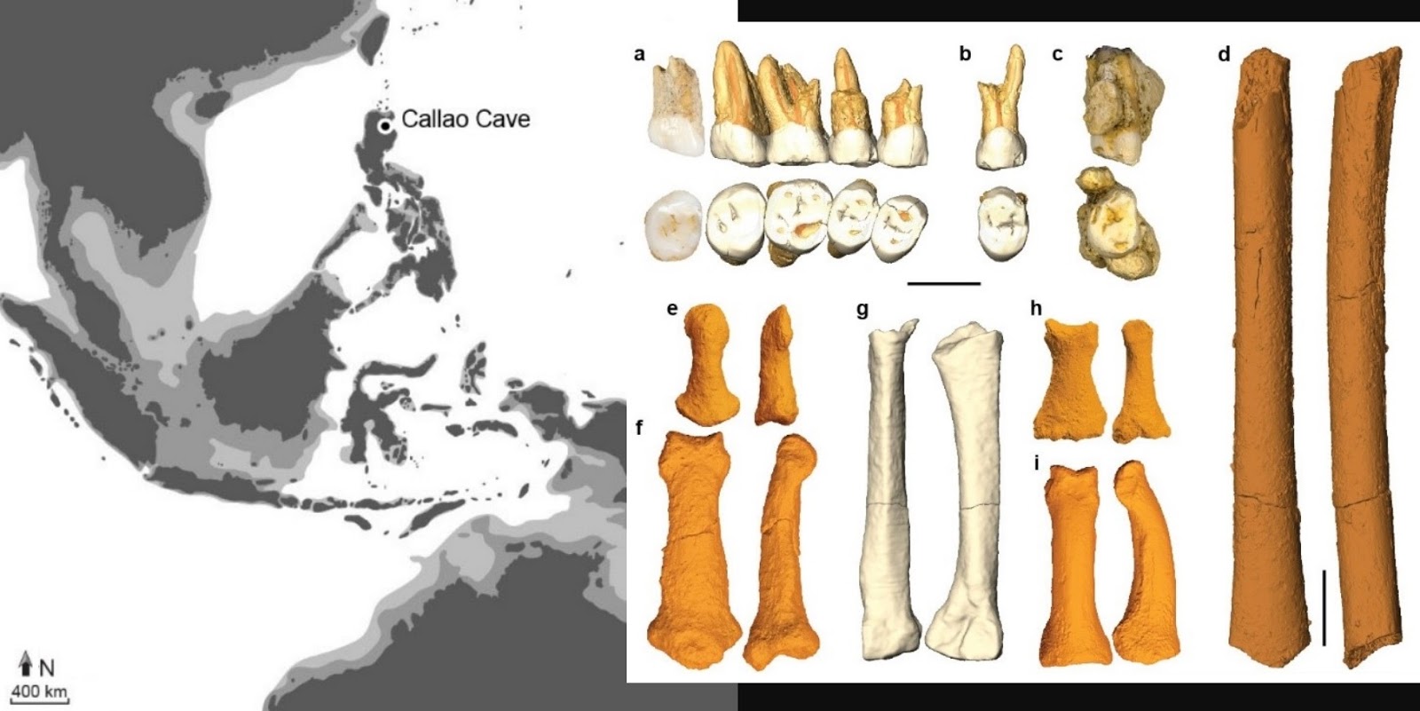 Species New to Science: [PaleoAnthropology • 2019] Homo luzonensis • A ...