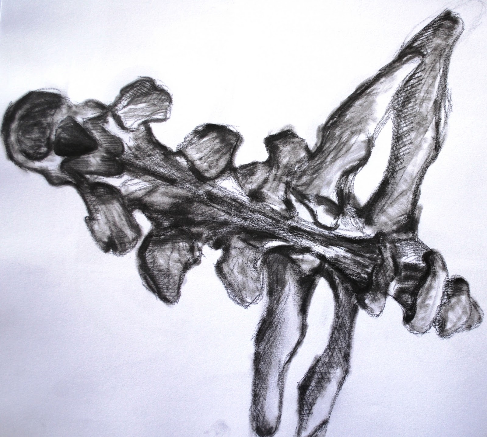 The Art Room: Year 10 Observational Studies of Natural Forms