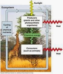 Odd Organisms: Chemical Cycling and Energy Flow in an Ecosystem