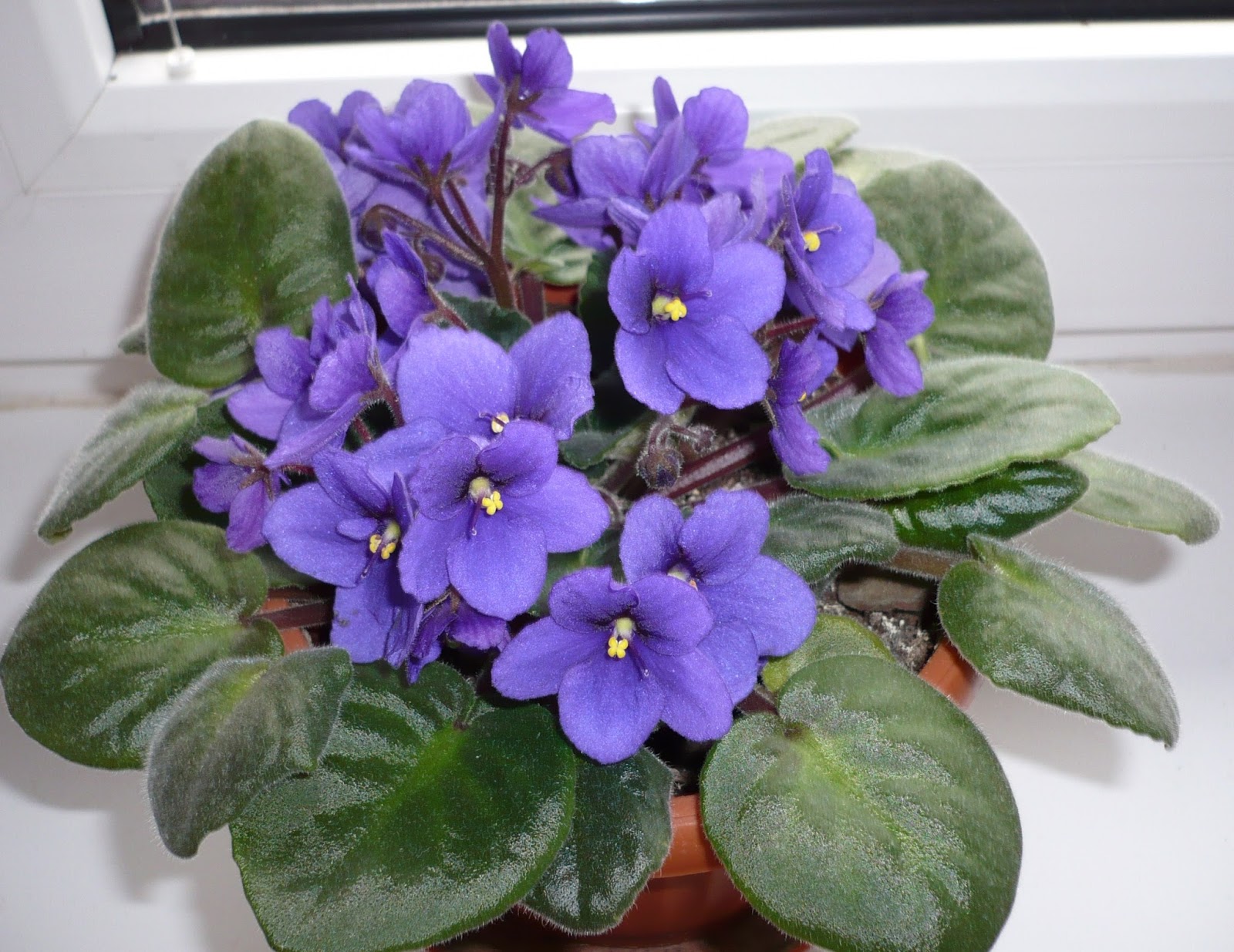 Lukretkin blog: Africká fialka