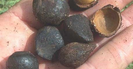 Viveros de Aguacate Hass y Hass selección Méndez: Cacaté en Tabasco y ...