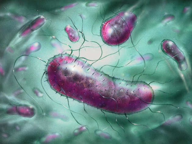 New E Coli Bacteria More Deadlyoutlive your life
