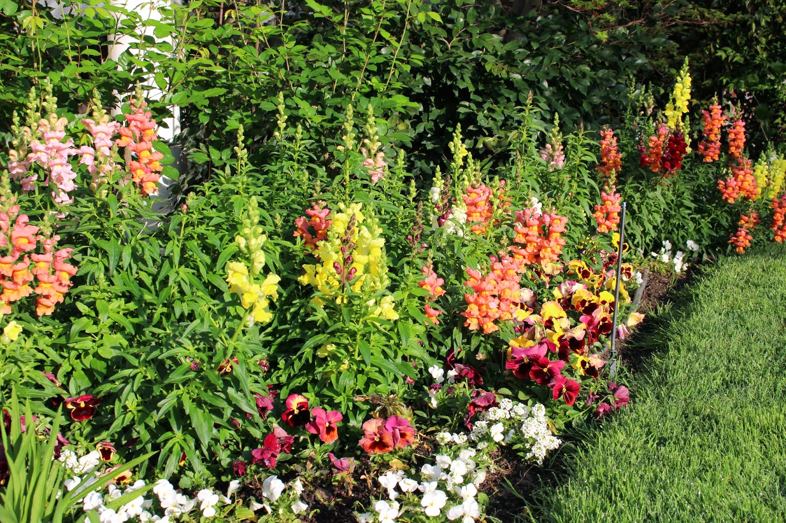 Sweet Cottage Dreams: Cottage Flowers