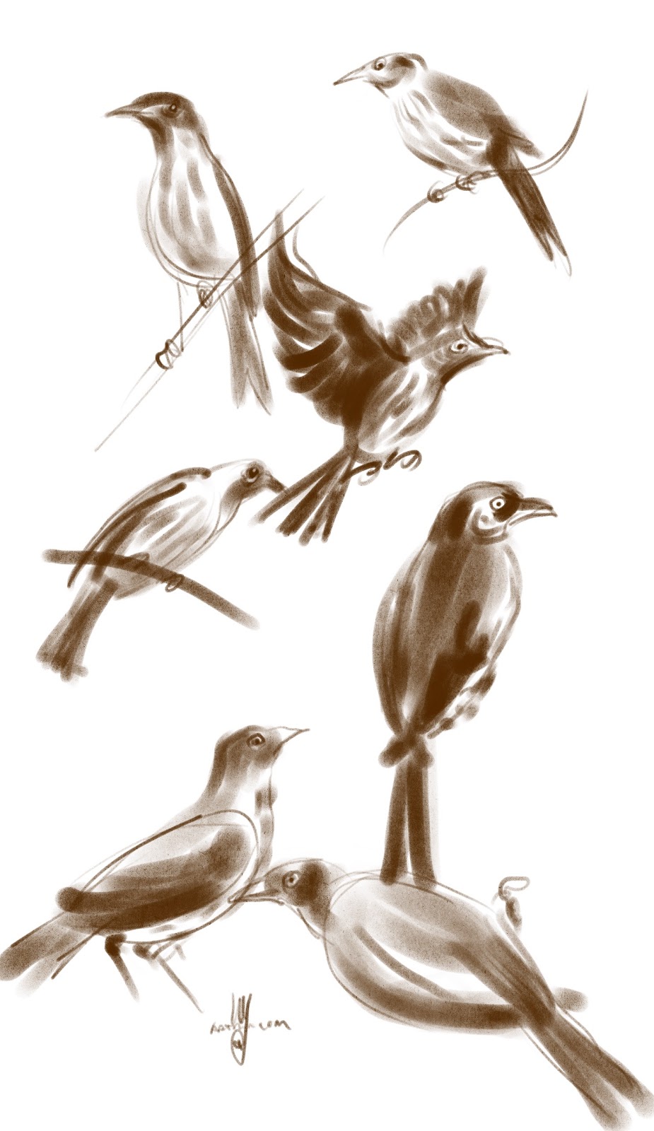Birds: Palmchat