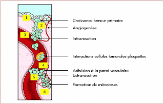 Les fonctions des plaquettes - BIOLOGIE MEDICALE