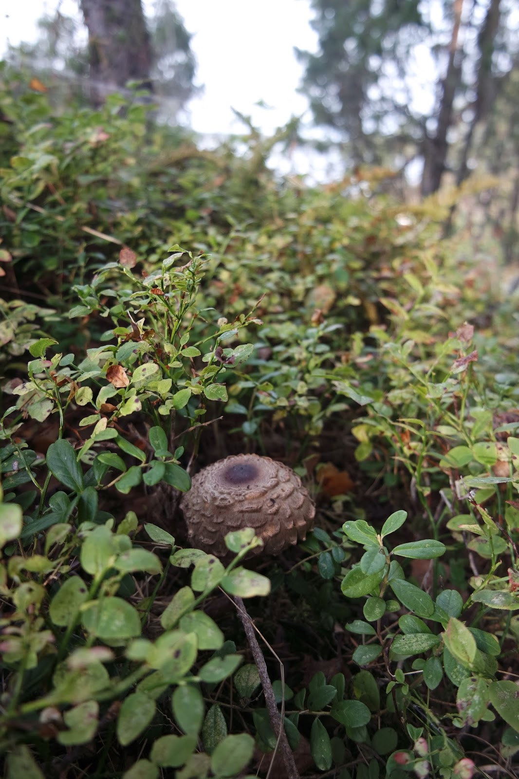 Maalaisbistro: SIENIEN ROLLS-ROYCE - UKONSIENI