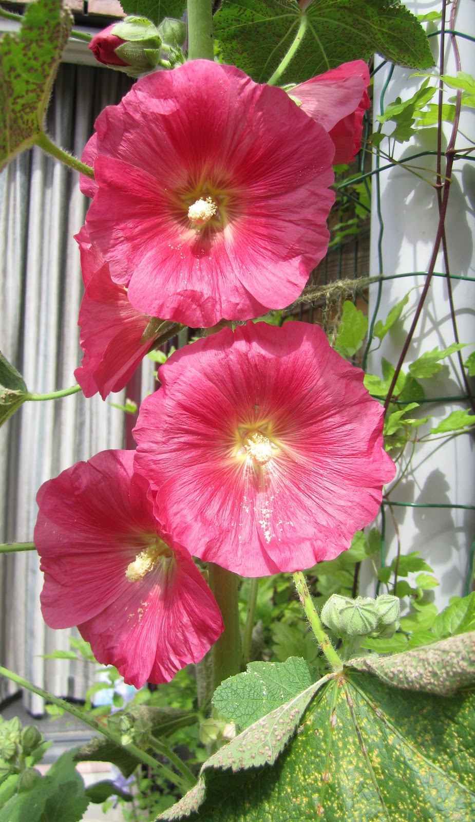 CarolinesEigenwijs: Stokroos, Alcea rosea