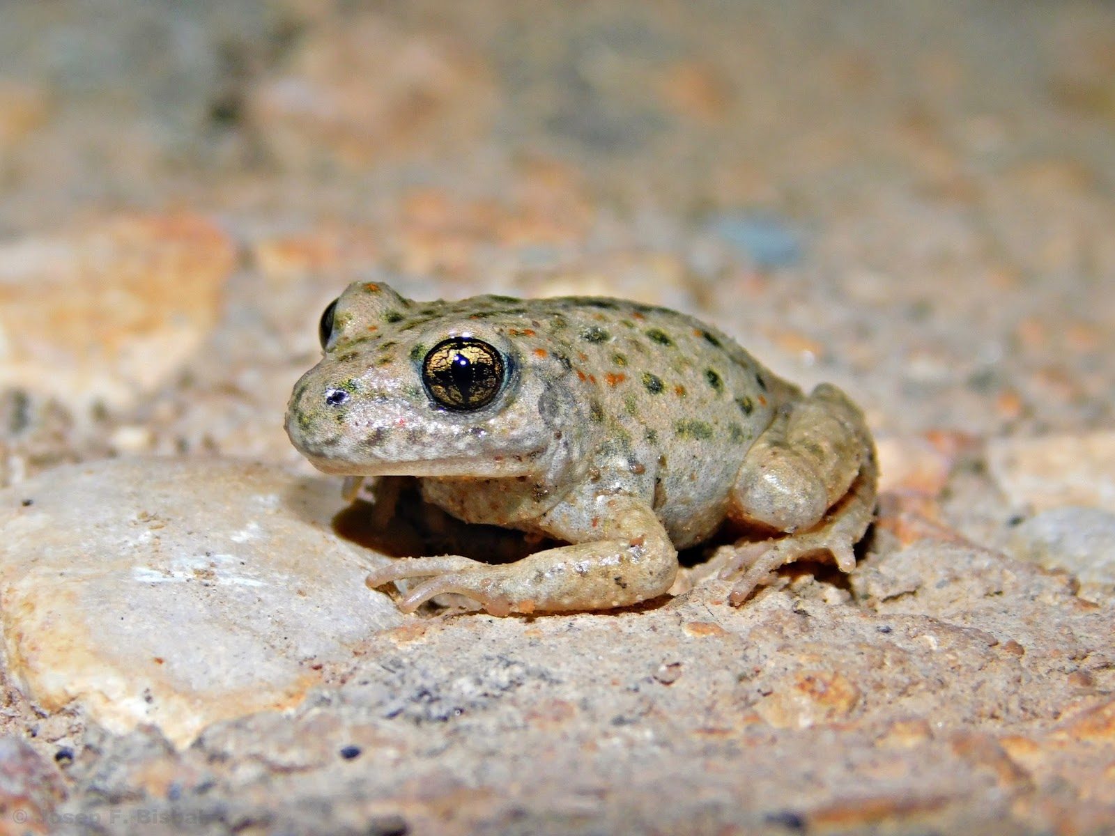 (Paleo-)Herpetología: Alytes obstetricans - Sapo partero común