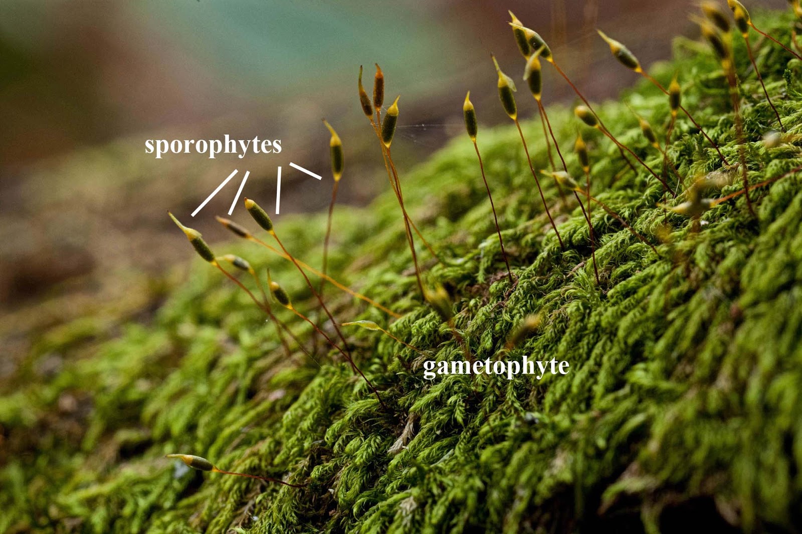 Biology is life: Bryophytes