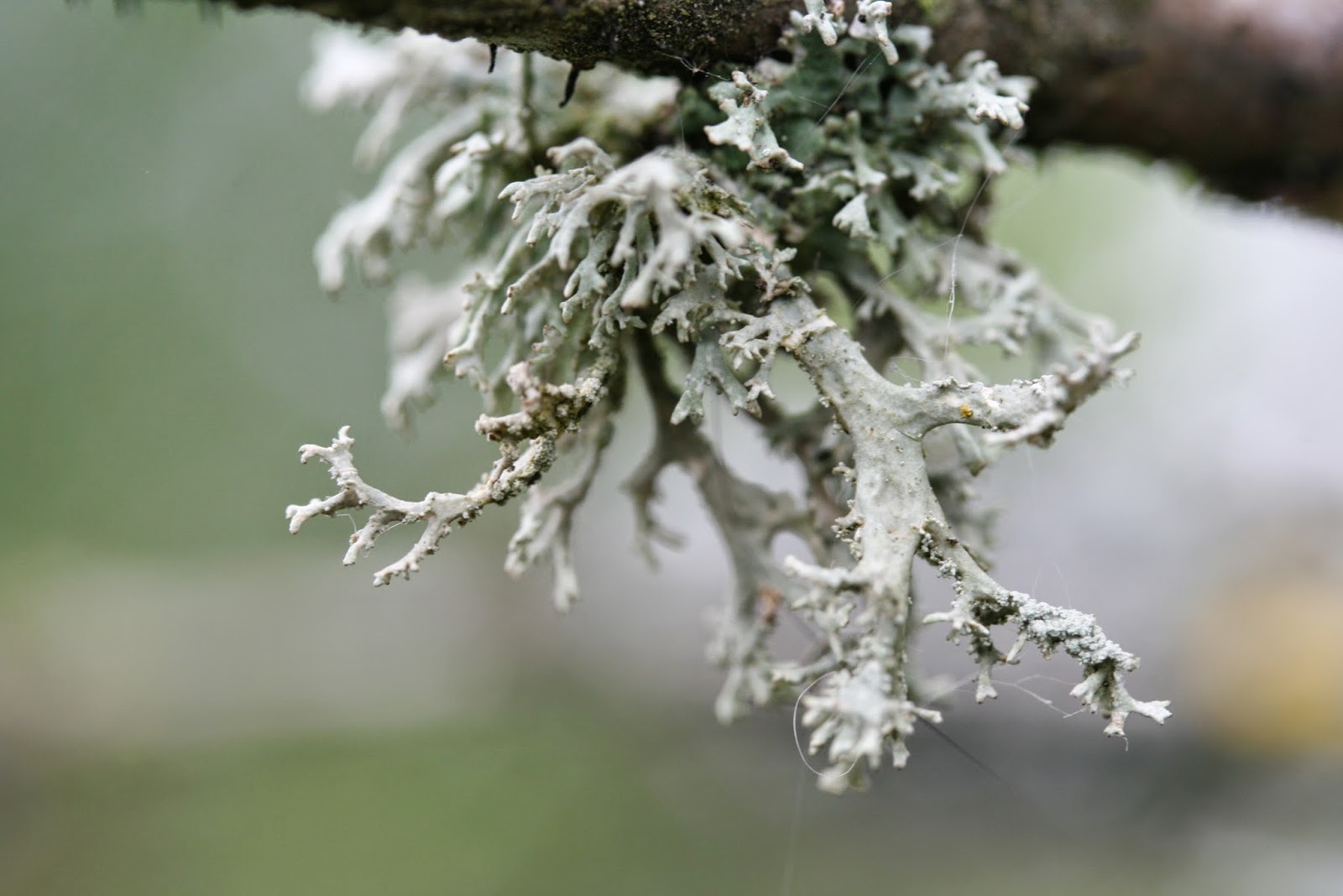 La symbiose des lichens.