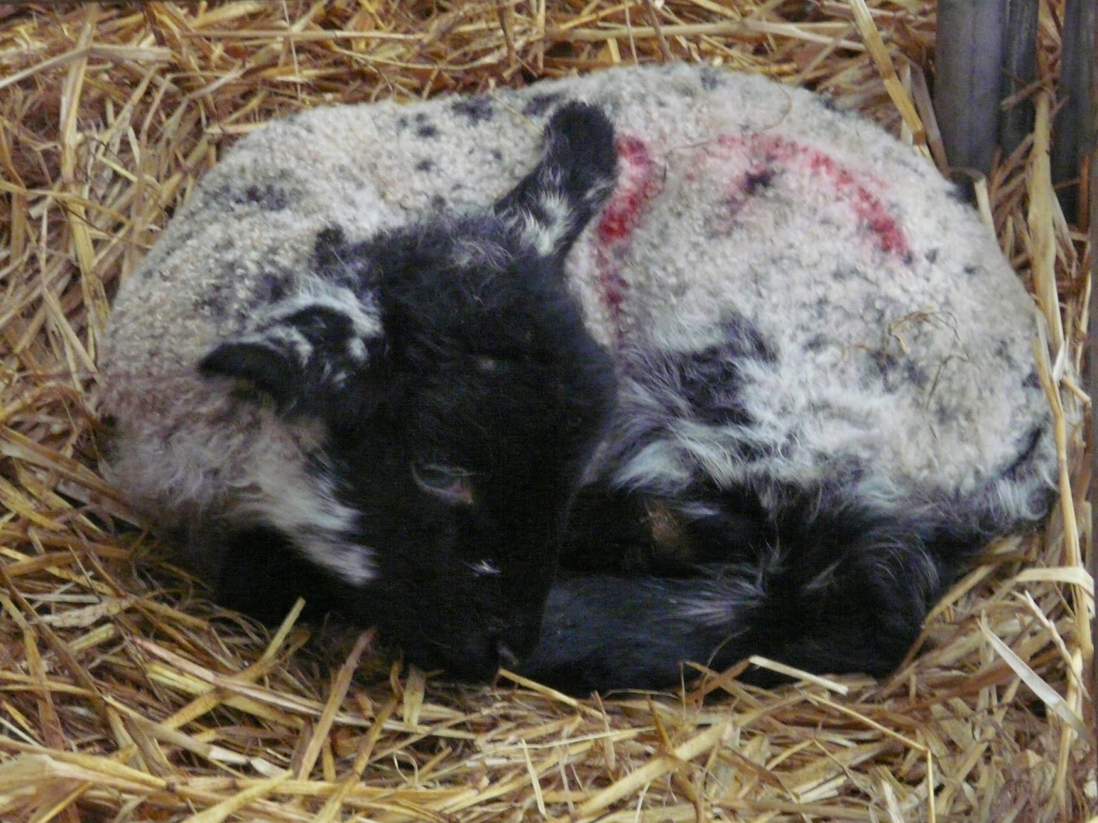 The Main Health Problems Suffered By Lambs